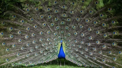 Mayilattam Folk Dance | The Graceful Peacock Dance of Tamil Nadu